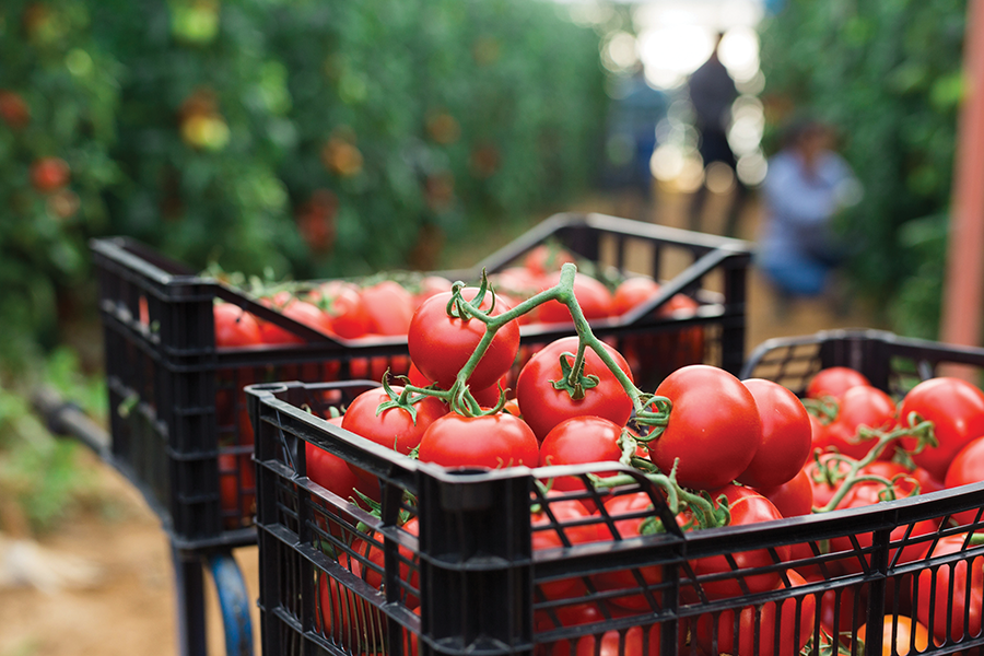 Mapping the flow of produce can help assess postharvest safety risks ...