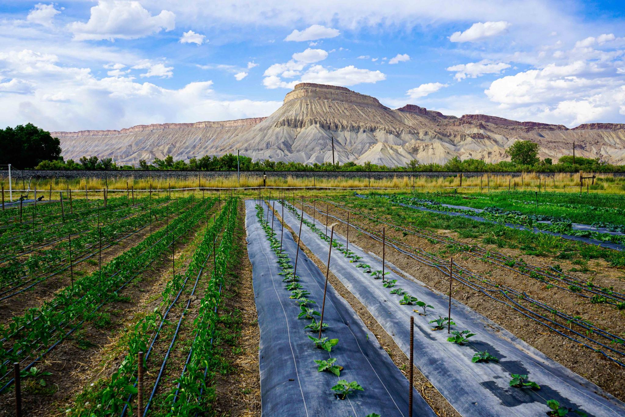 New funds available for Colorado agriculture processors, producers ...