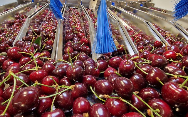 New packaging solution helps handle fragile cherries - Produce Processing