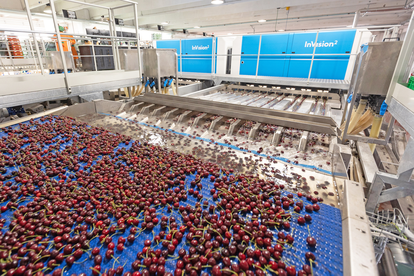 Cherry producer has a new 'vision' for optical sorting - Produce Processing