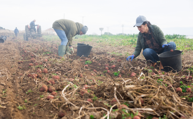 Mississippi court enjoins H-2A worker protection rule nationwide ...