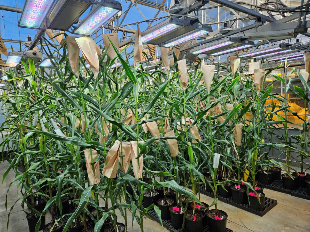 Crop science company's new trait technology increases corn oil ...