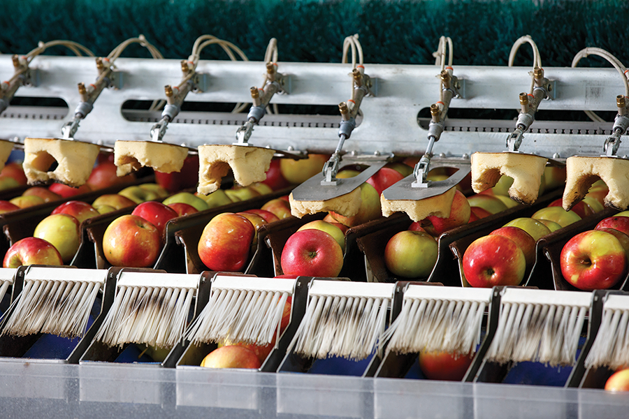 Automation helping to revolutionize freshness in produce industy ...