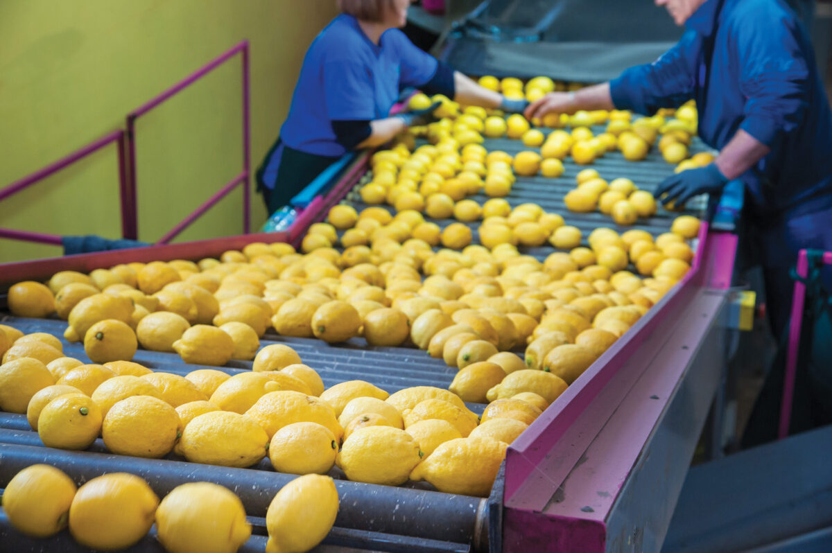 Automation answers helping mitigate costs, labor shortages - Produce Processing