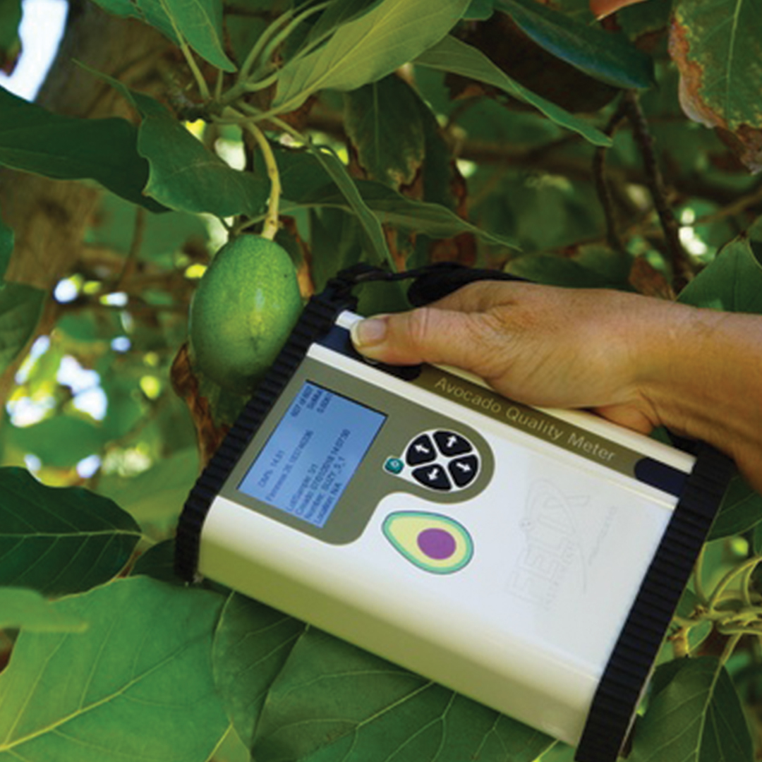 New Avocado ripeness meter set for December release - Produce Processing